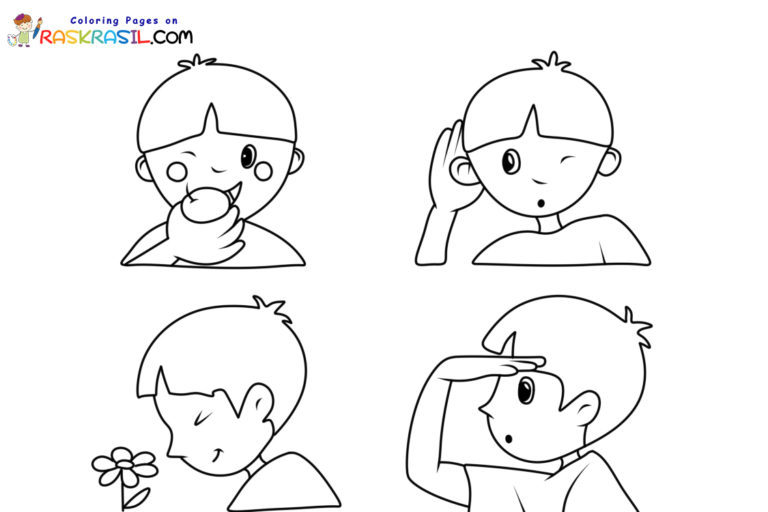 Coloriage Les 5 Sens à imprimer