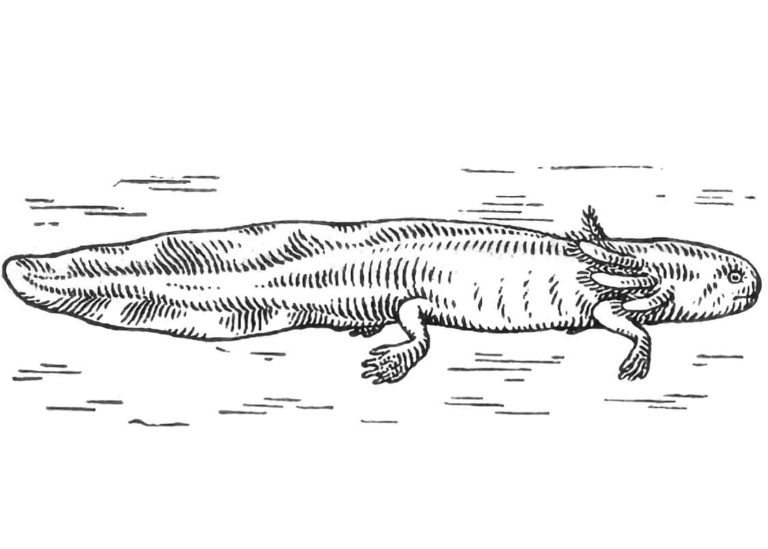Axolotl Coloring Pages