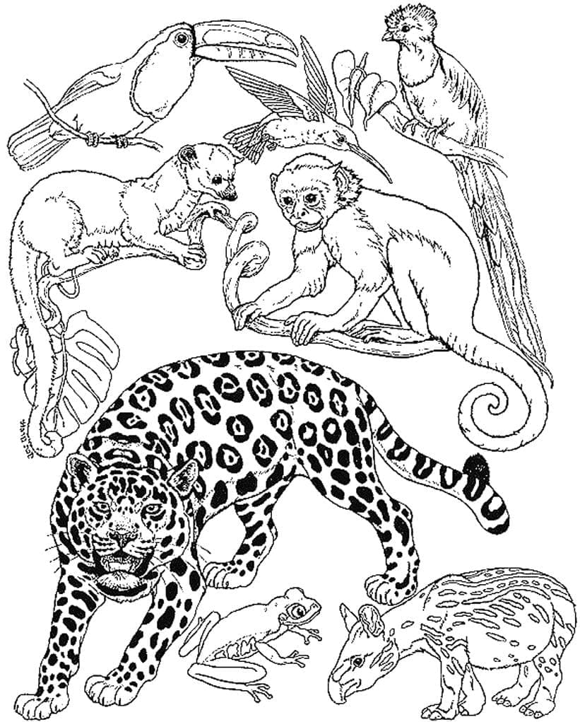 Dibujos de Animales de la Selva para Colorear