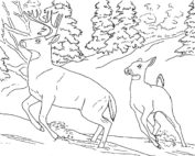 Coloriage Forêt à imprimer