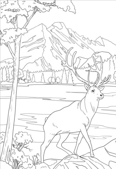 Coloriage Forêt à imprimer