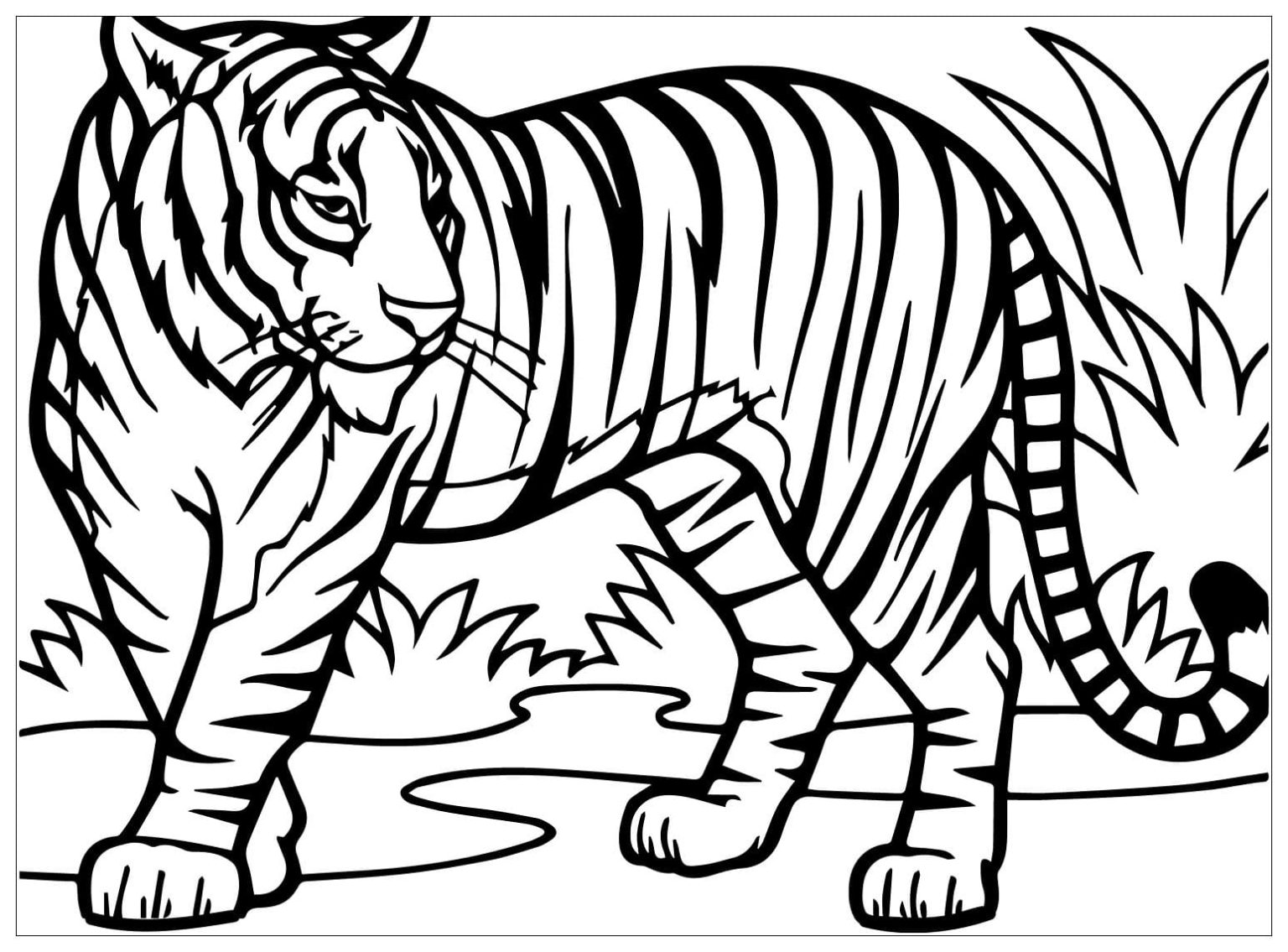 Ausmalbilder Tiger | Kostenlos Malvorlagen zum Ausdrucken