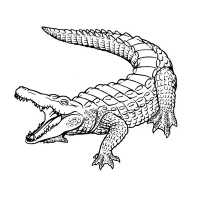 Coloriage Crocodile à imprimer