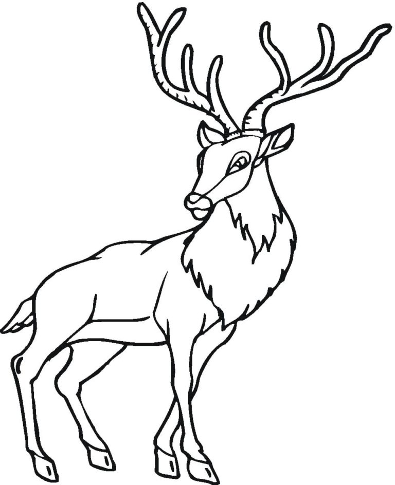 Coloriage Cerf à imprimer