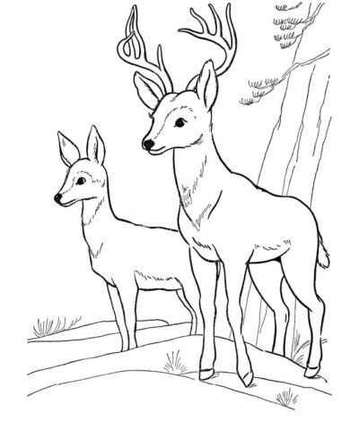 Coloriage Cerf à imprimer