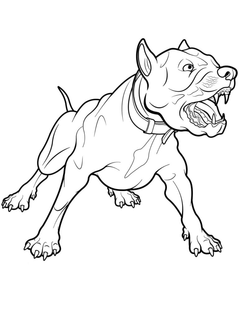 Pitbull Coloring Pages