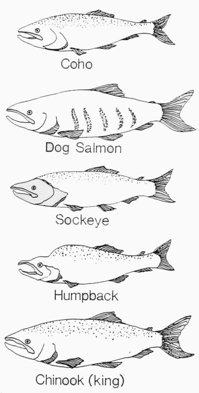 Alaska Coloring Pages