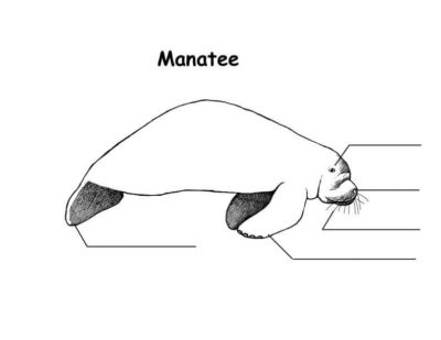 Manatee Coloring Pages