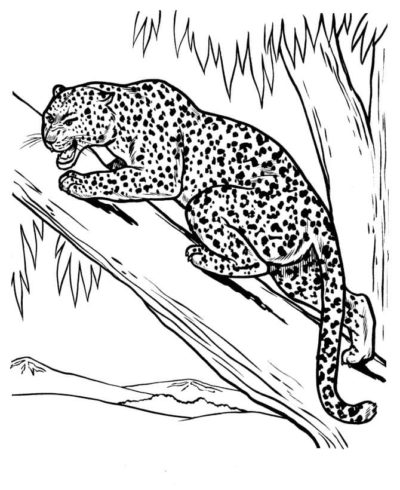 Ausmalbilder Leopard | Kostenlos Malvorlagen zum Ausdrucken