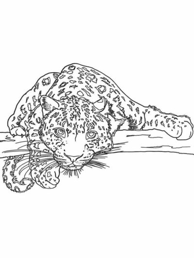 Ausmalbilder Leopard | Kostenlos Malvorlagen zum Ausdrucken