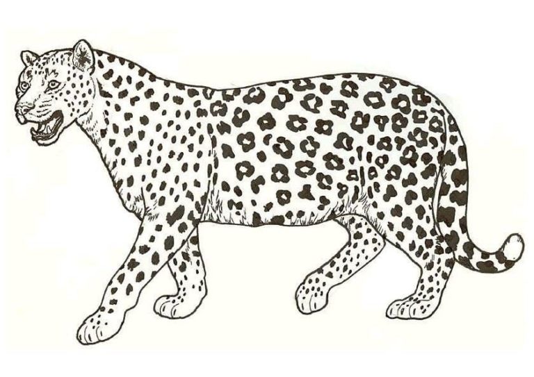 Ausmalbilder Leopard | Kostenlos Malvorlagen zum Ausdrucken