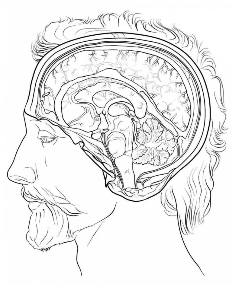 Anatomy Coloring Pages