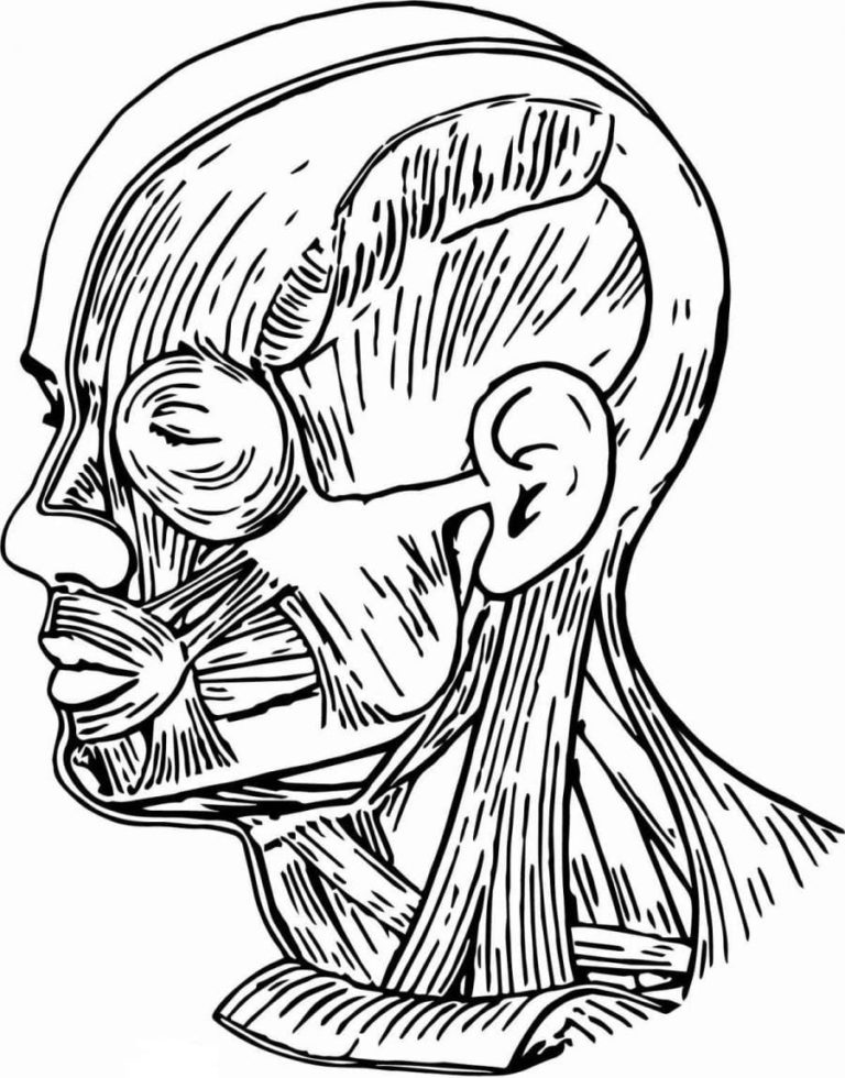 Anatomy Coloring Pages