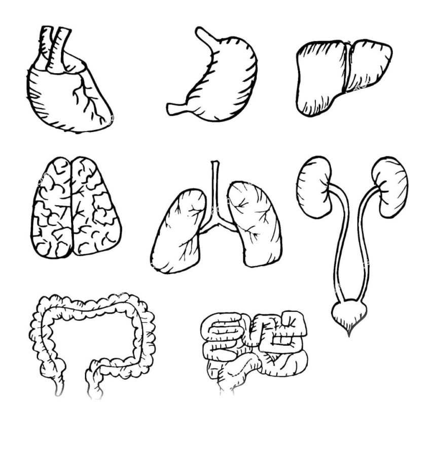 Anatomy Coloring Pages