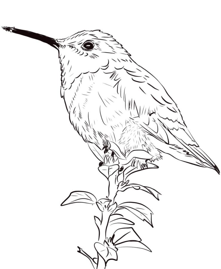 Coloriage Colibri à imprimer