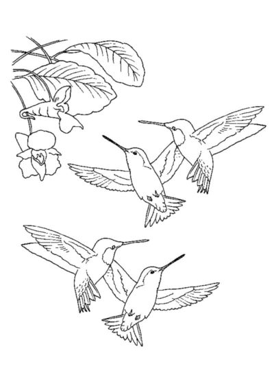 Coloriage Colibri à imprimer