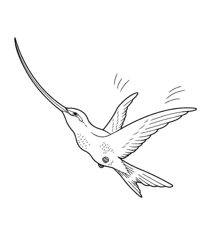 Dibujos de Colibrí para Colorear