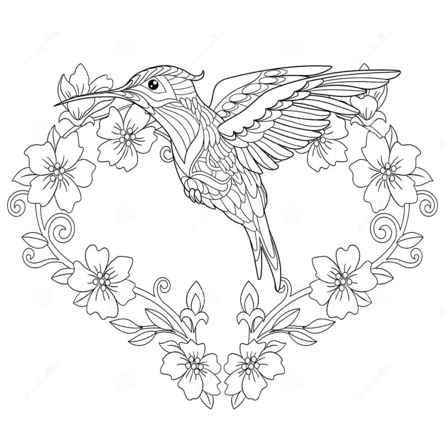 Ausmalbilder Kolibri | Kostenlos Malvorlagen zum Ausdrucken