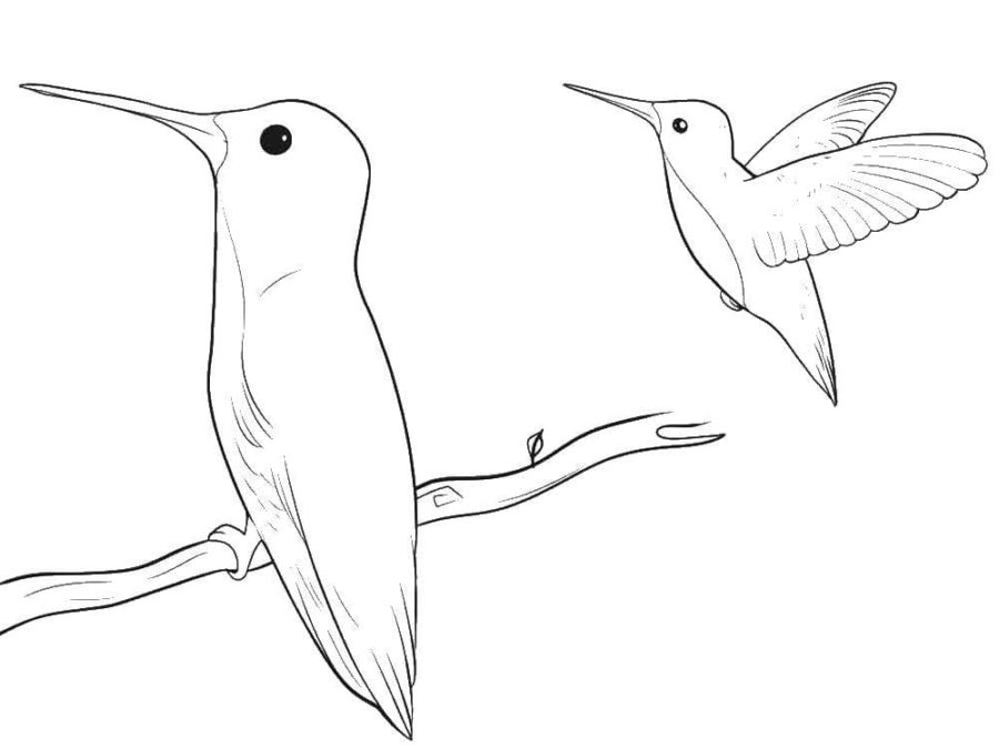 Coloriage Colibri à imprimer