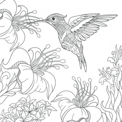 Coloriage Colibri à imprimer
