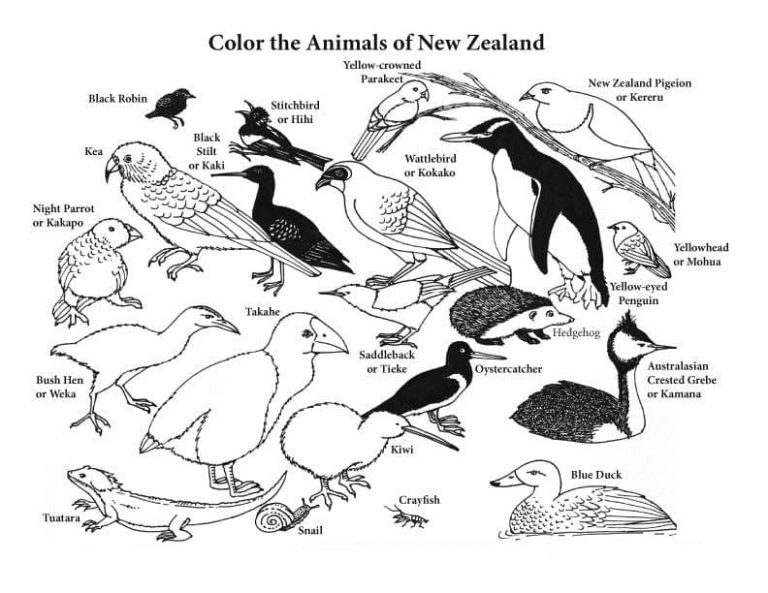 New Zealand Coloring Pages