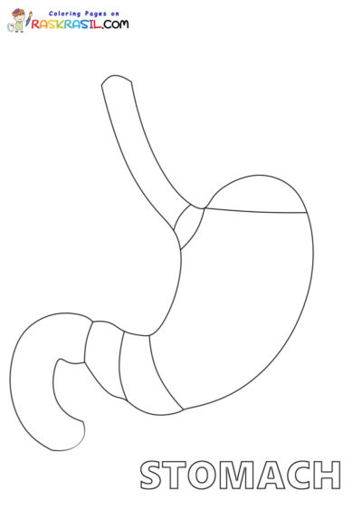 Anatomy Coloring Pages