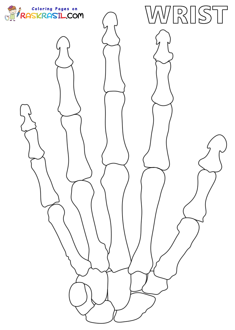Anatomy Coloring Pages