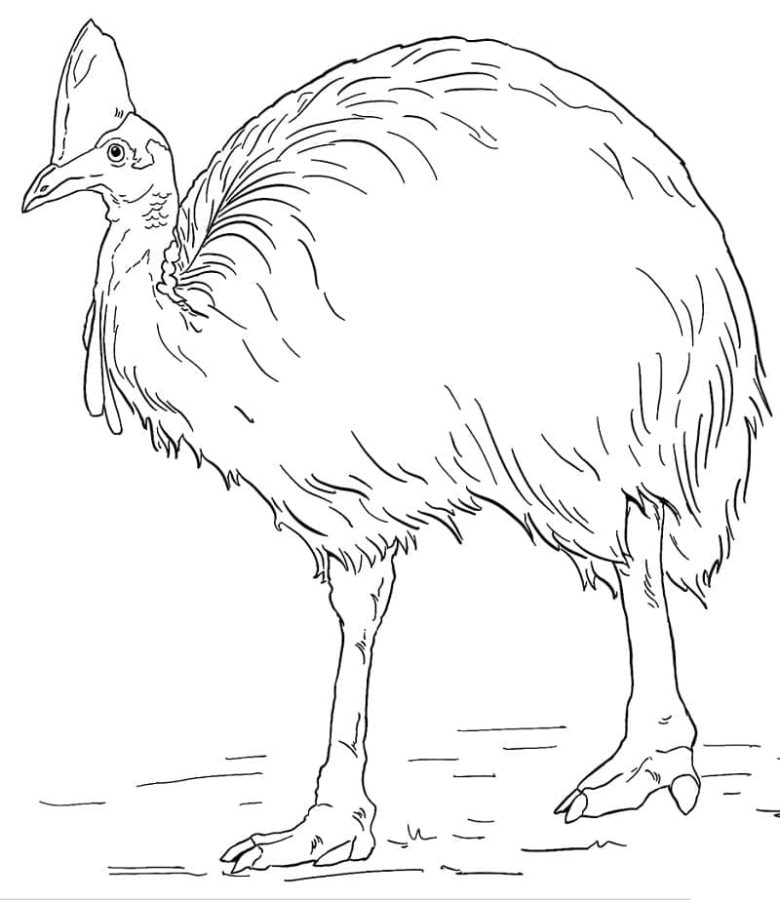 Australian Animals Colouring Pages