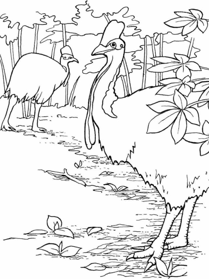 Australian Animals Colouring Pages