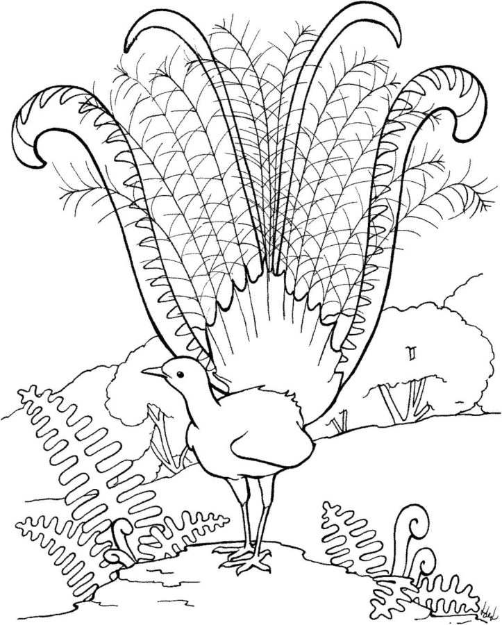 Australian Animals Colouring Pages