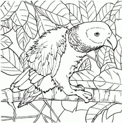 Australian Animals Colouring Pages