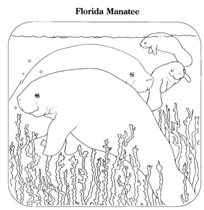Florida Coloring Pages