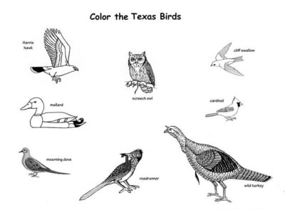 Texas Coloring Pages