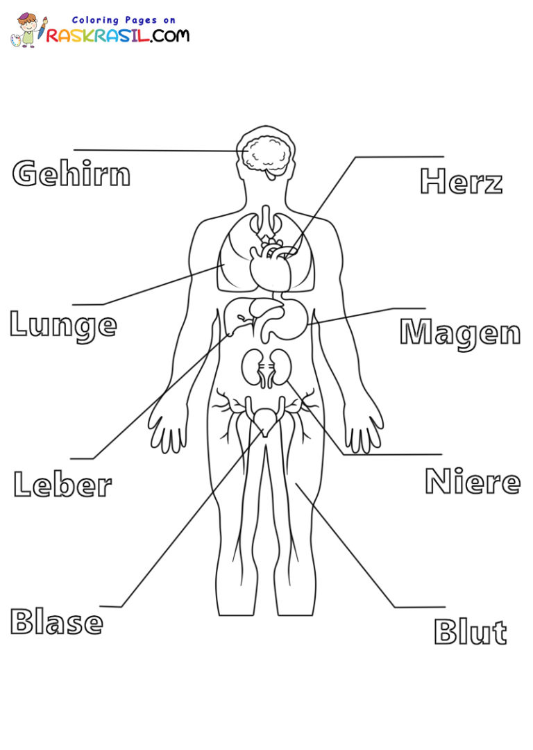 Ausmalbilder Anatomie | Kostenlos Malvorlagen zum Ausdrucken