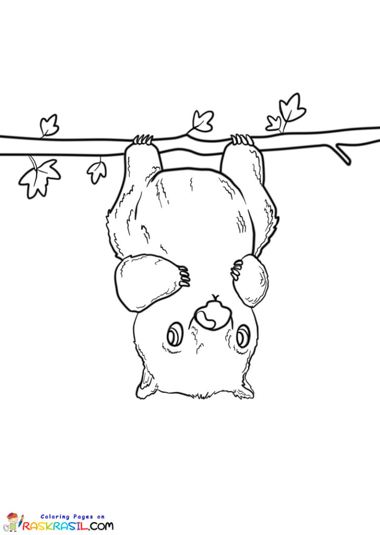 Australian Animals Colouring Pages