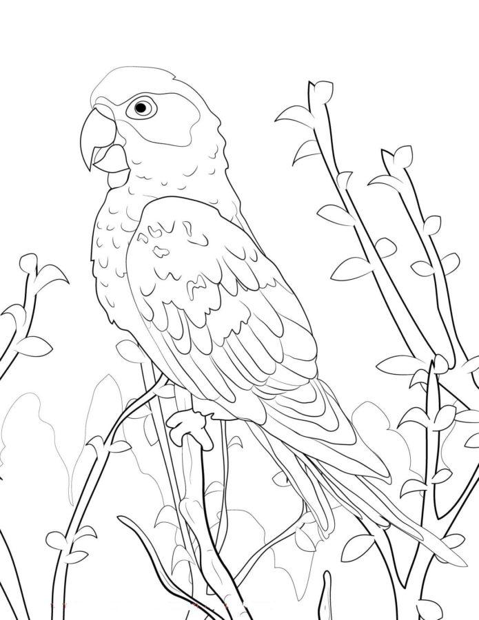 Disegni di Pappagalli da colorare. Stampa gratis per bambini