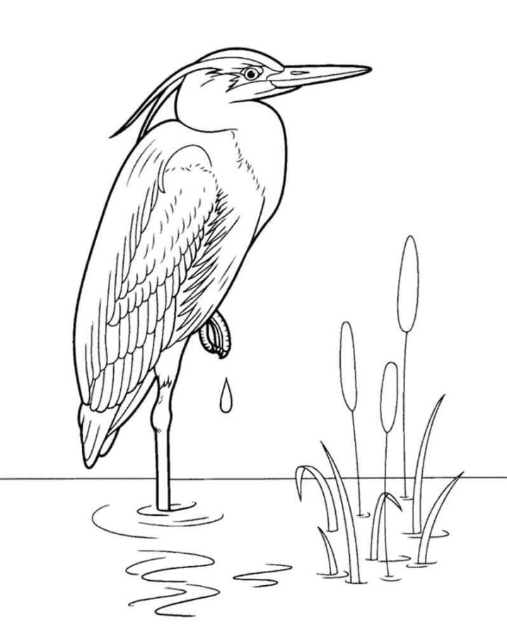 Bird Coloring Pages. 75 Best Images Free Printable