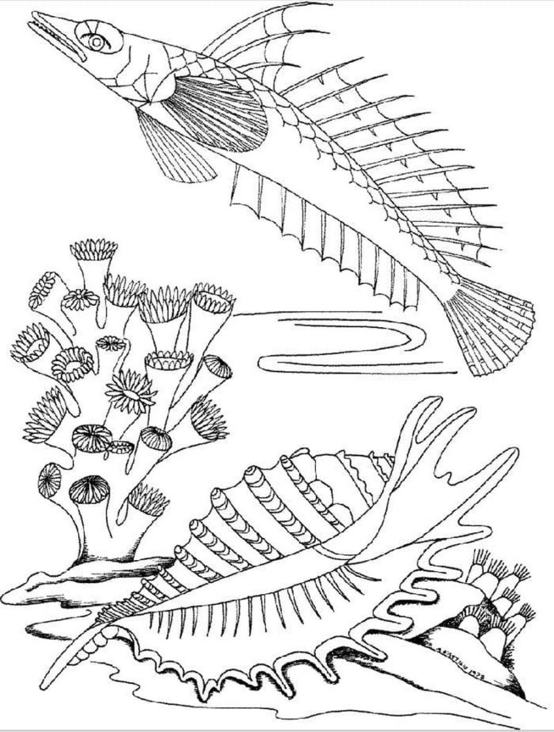 Fish Coloring Pages | 100 Pictures Free Printable