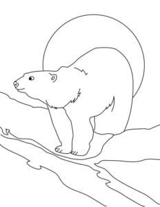 Dibujos de Animales del Ártico para Colorear
