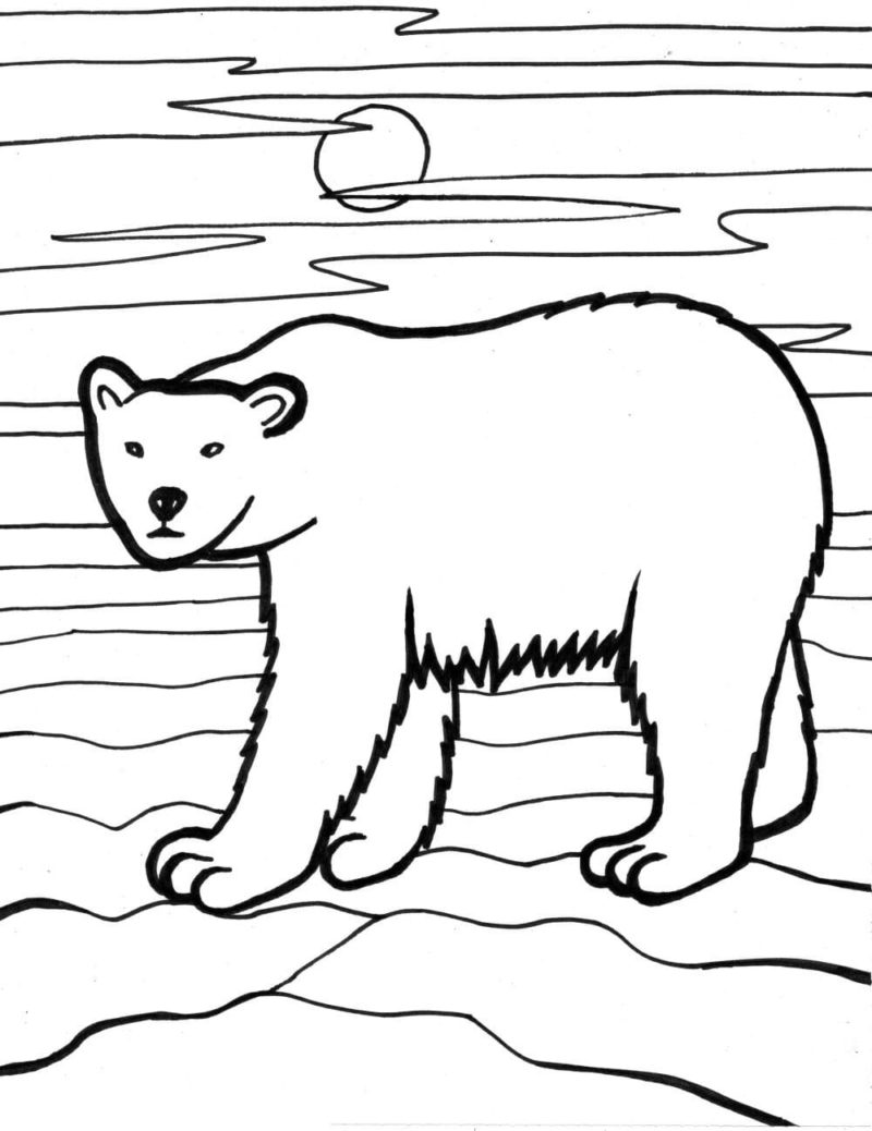 Arctic Animals Coloring Pages