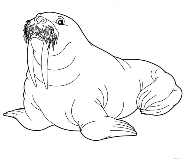 Dibujos de Animales del Ártico para Colorear