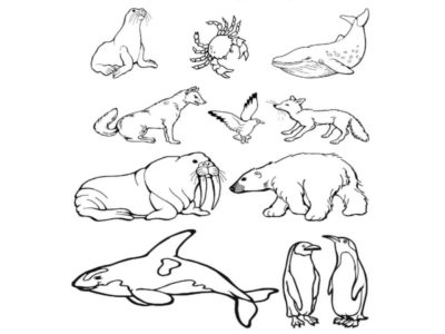 Dibujos de Animales del Ártico para Colorear
