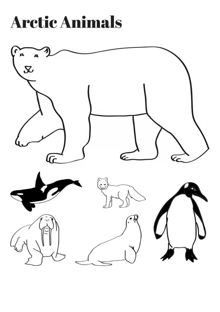 Dibujos de Animales del Ártico para Colorear