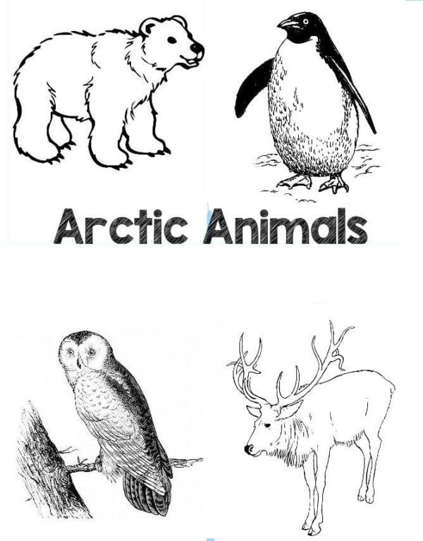 Dibujos de Animales del Ártico para Colorear