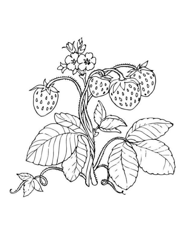 Berries Coloring Pages