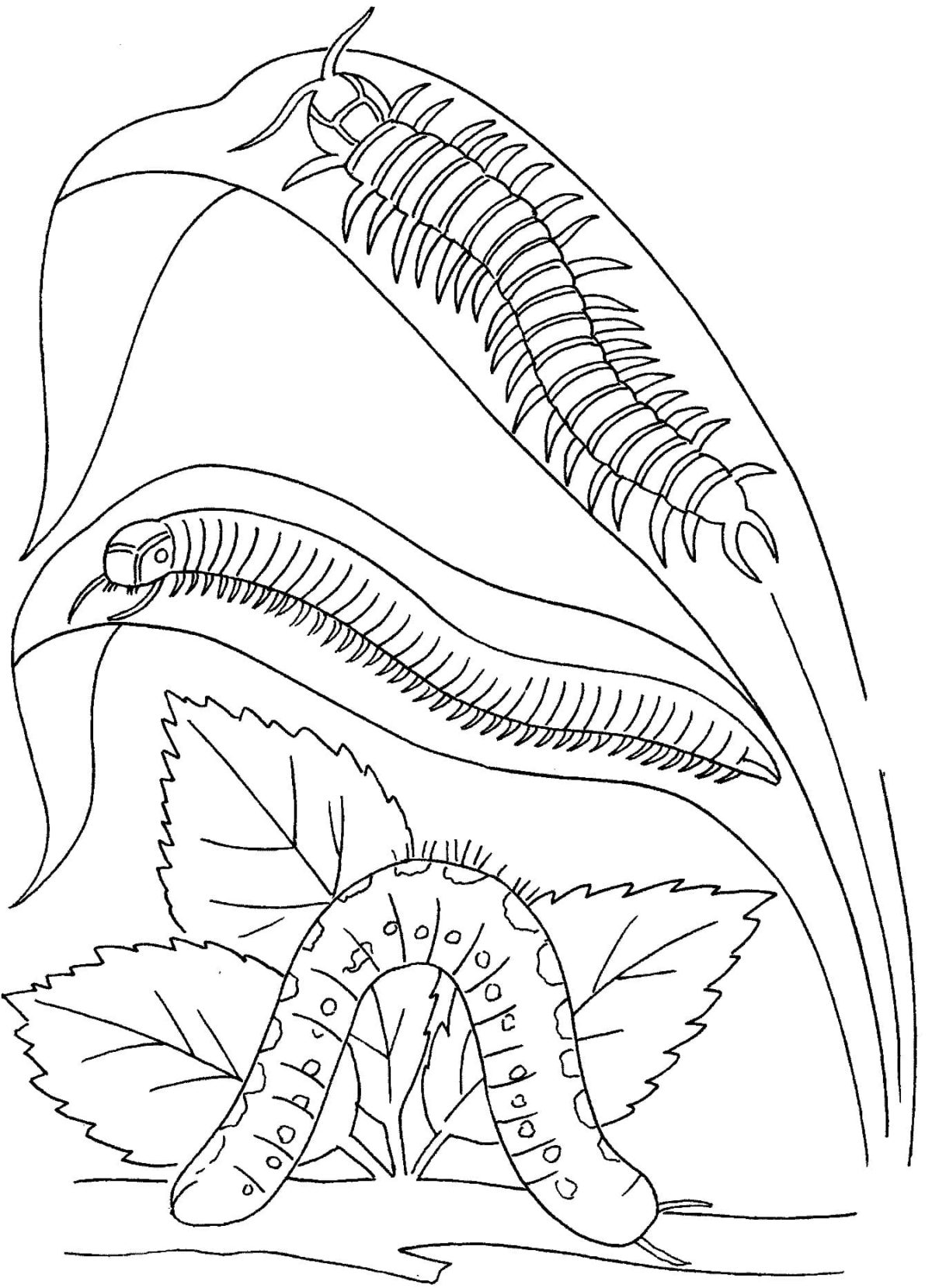 Coloriage Chenille gratuits à imprimer
