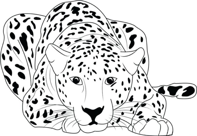 Desenhos de Chita para colorir - 100 imagens para impressão gratuita