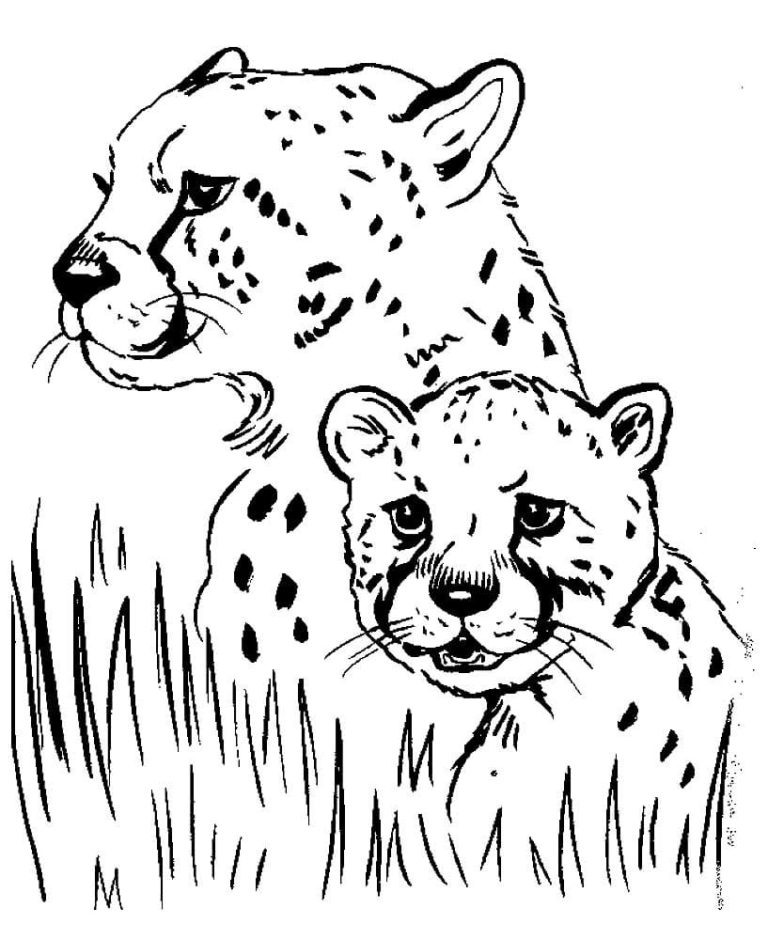Kolorowanki Gepard - 100 darmowych kolorowanek do wydruku