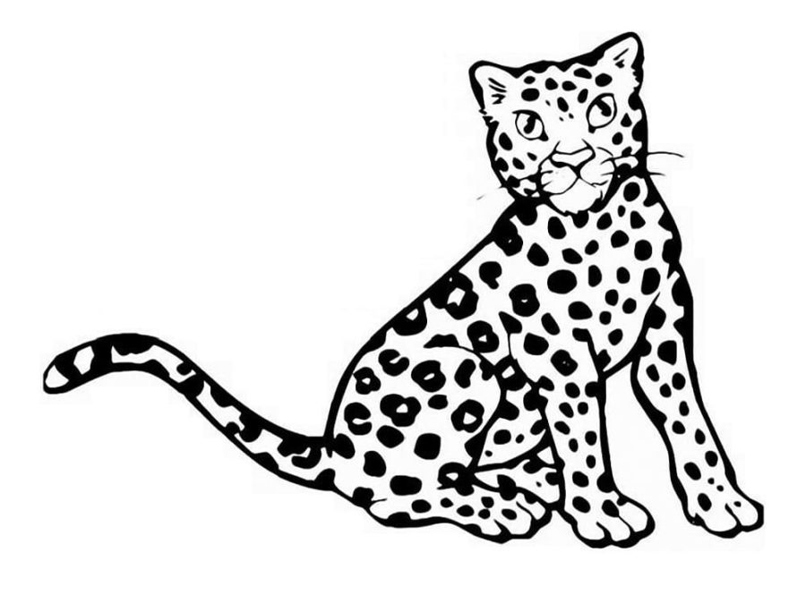 Kolorowanki Gepard - 100 darmowych kolorowanek do wydruku