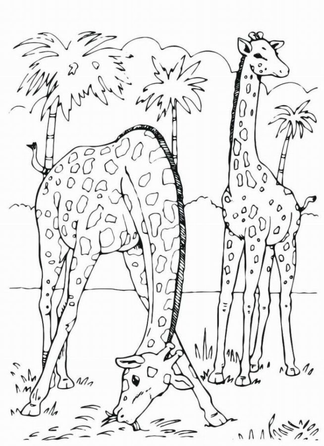 Disegni di Giraffe da colorare - 100 immagini per la stampa gratuita